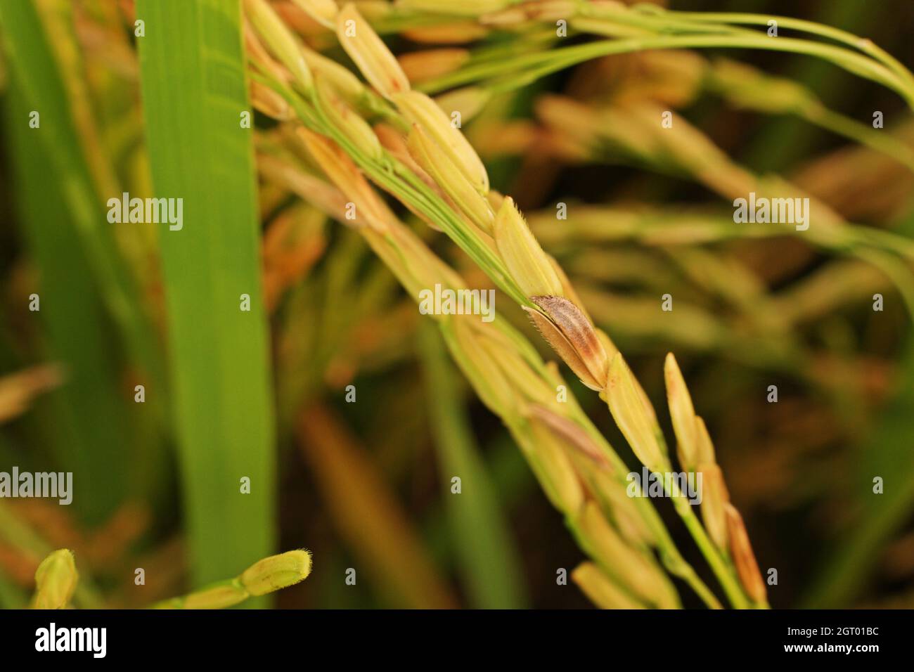 Close up rice panicle hi-res stock photography and images - Alamy