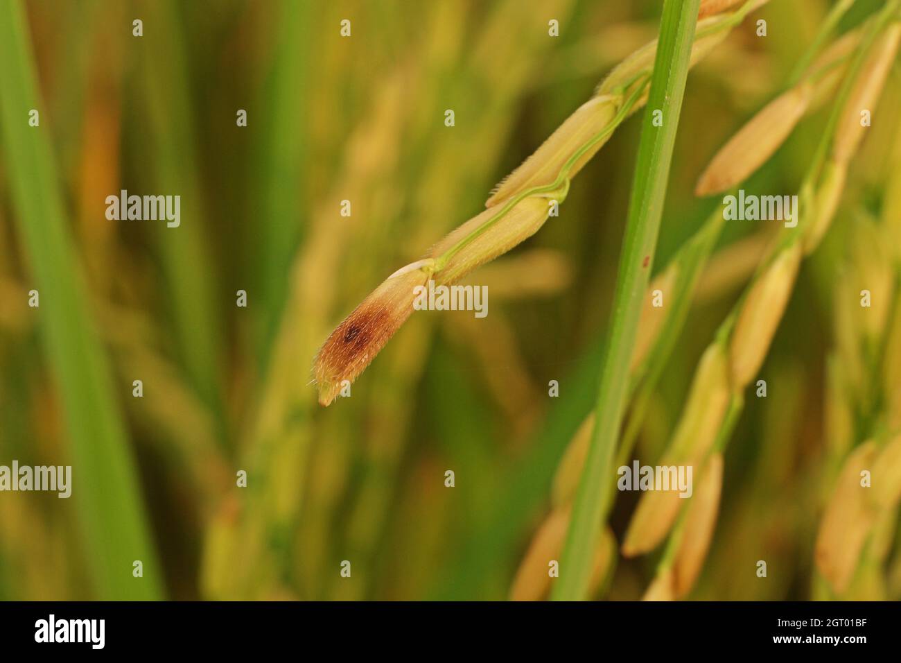 Close up rice panicle hi-res stock photography and images - Alamy