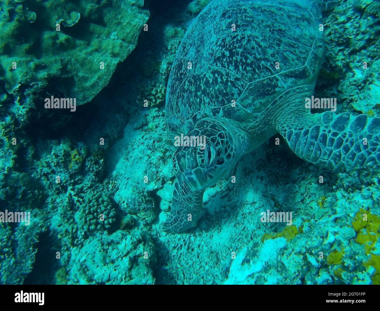 Green turtle fishing net hi-res stock photography and images - Alamy