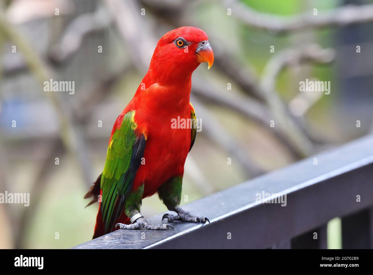 Lorry Parrot