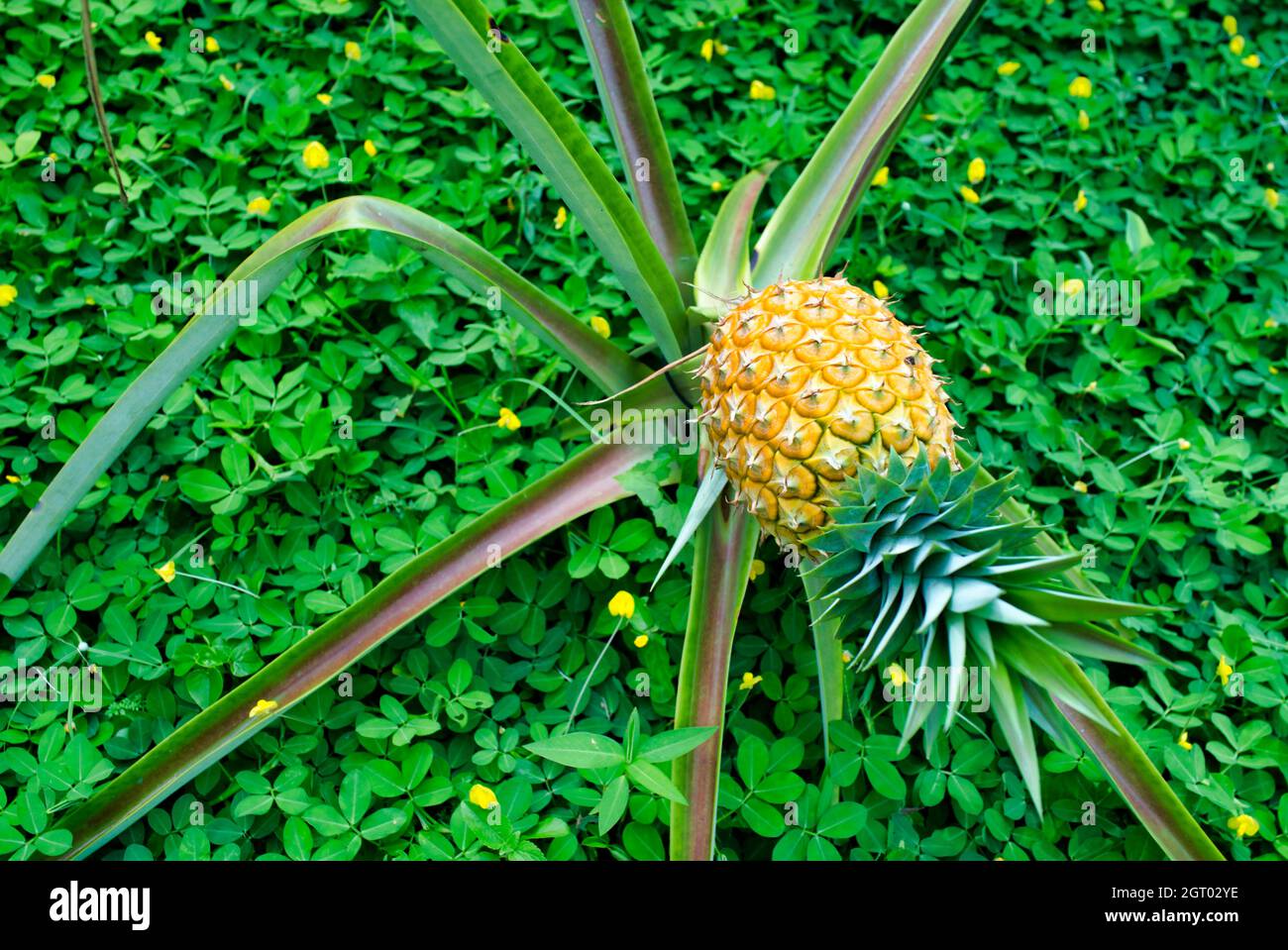 Pineapple plant flower tree hi-res stock photography and images - Alamy