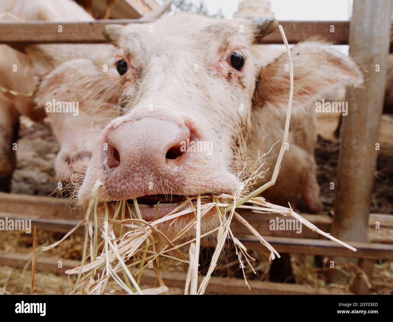 Buffalo mouth and nose hi-res stock photography and images - Alamy