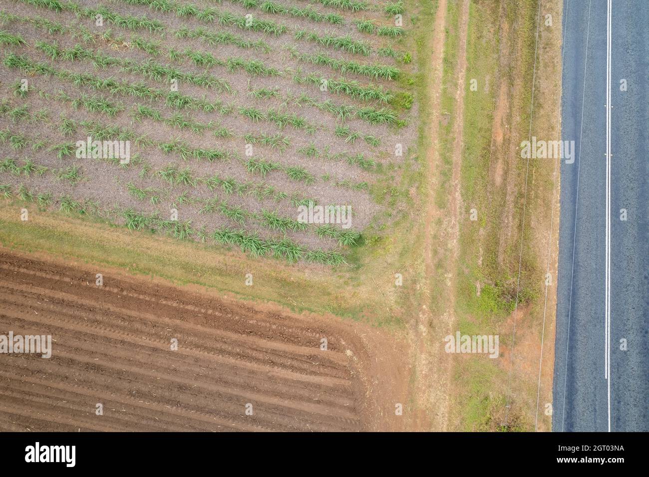 Top down view of an aerial landscape pattern of young plant cane beside ...