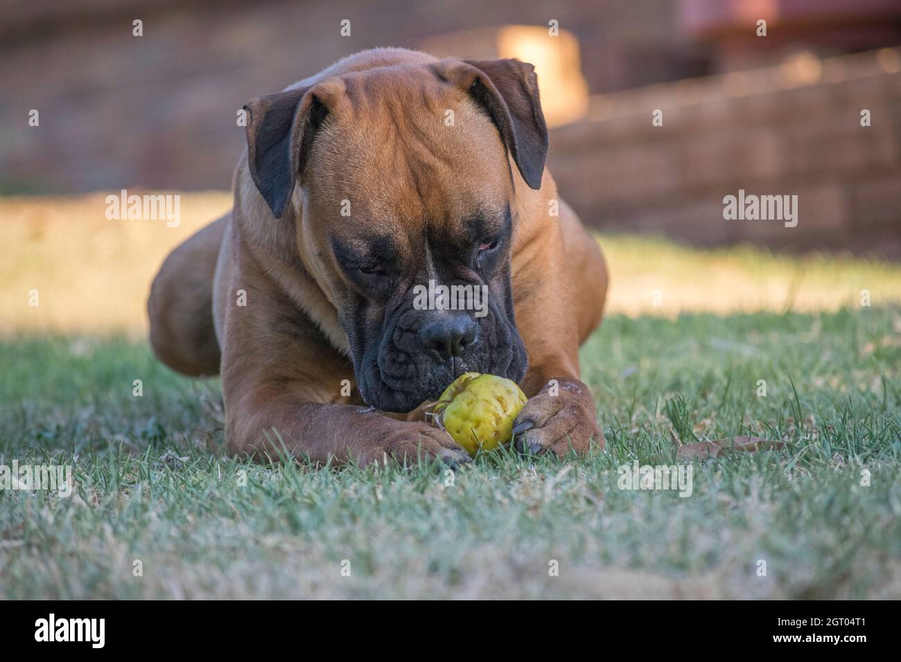 Boxer dog lying down on hi-res stock photography and images - Alamy
