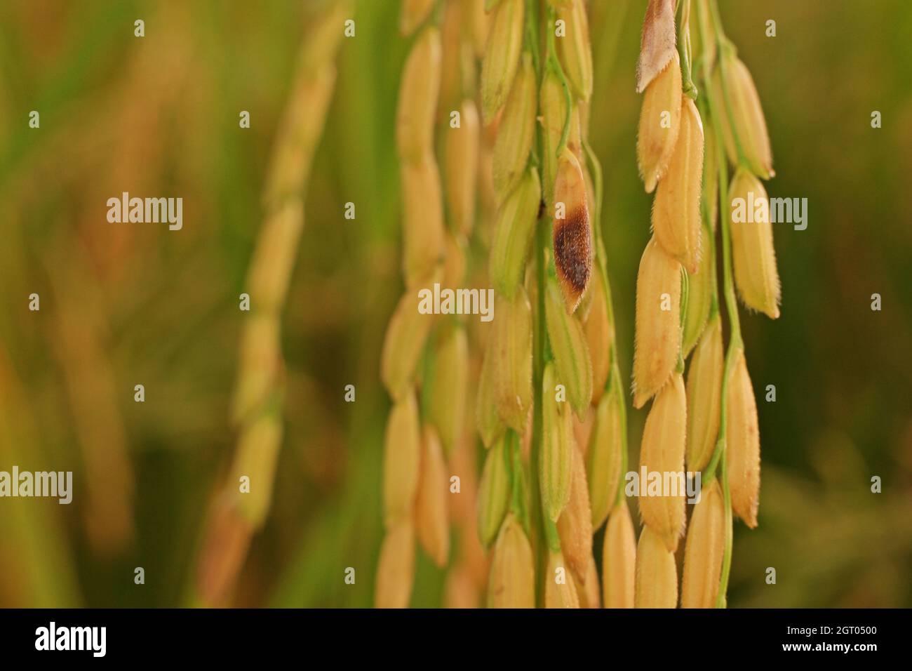 Close up rice panicle hi-res stock photography and images - Alamy