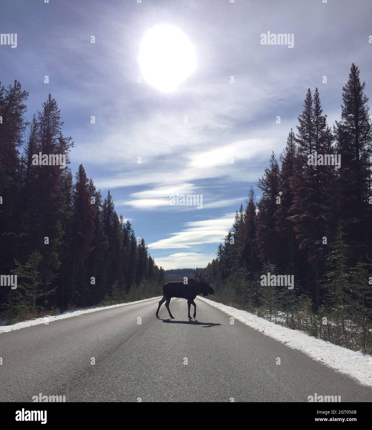 Riding moose hi-res stock photography and images - Alamy