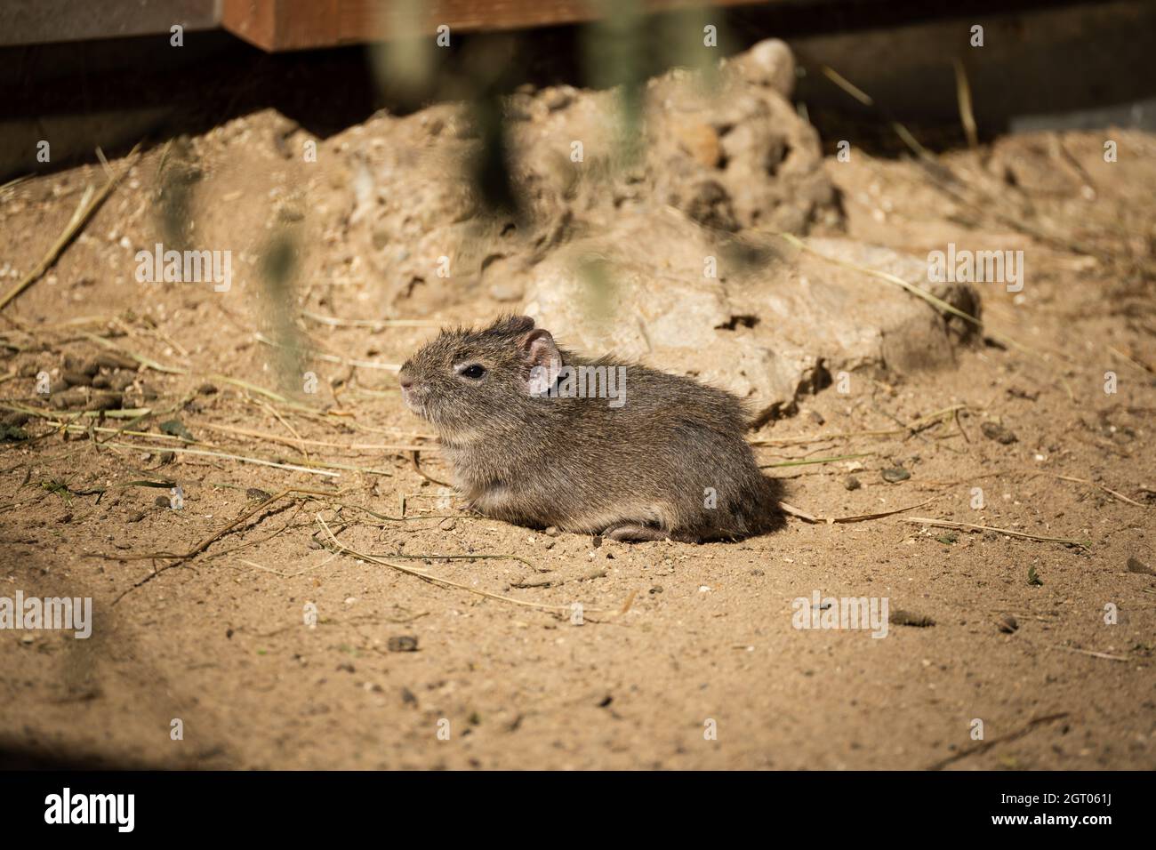Shot of an american pika on a stone Stock Photo - Alamy