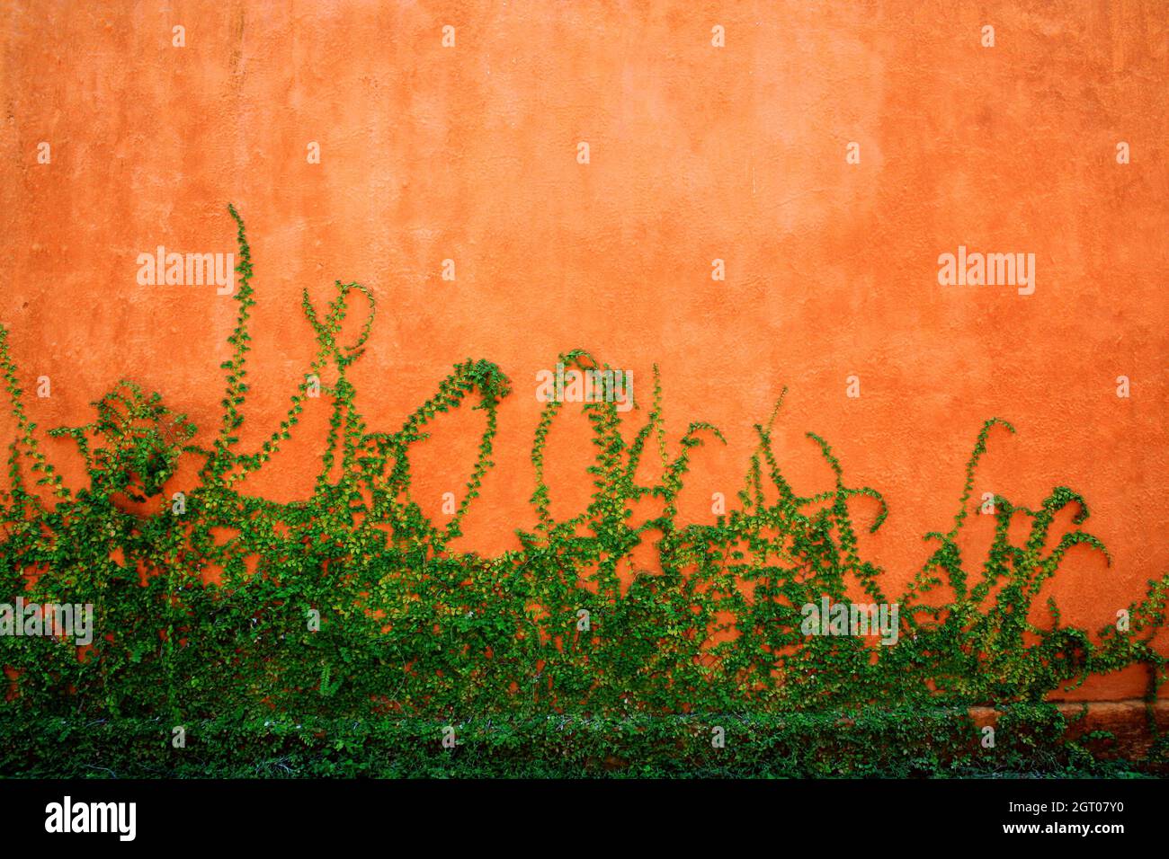 Creeper tree india hi-res stock photography and images - Alamy