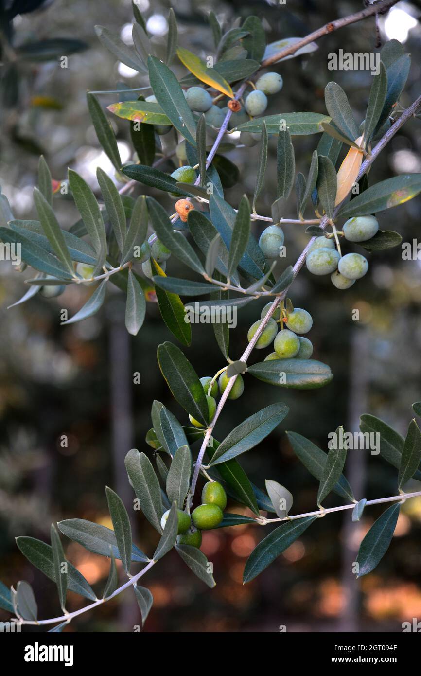 Branch of olive tree for production of Italian extra virgin oil Stock ...