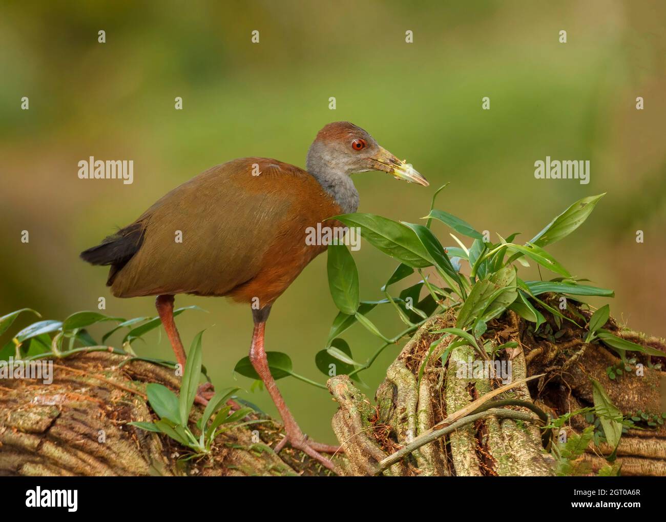 Grey-necked Wood Rail (Aramides cajaneus), Costa Rica Stock Photo - Alamy