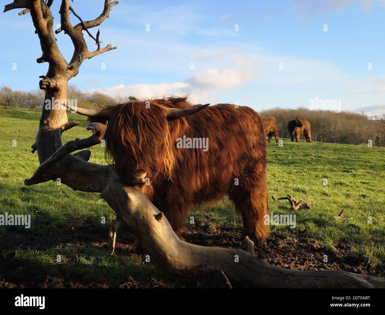 Highland cow scratching hi-res stock photography and images - Alamy