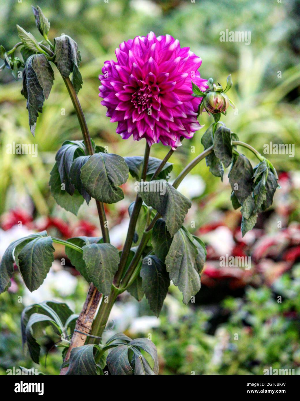 Best_photos hi-res stock photography and images - Alamy