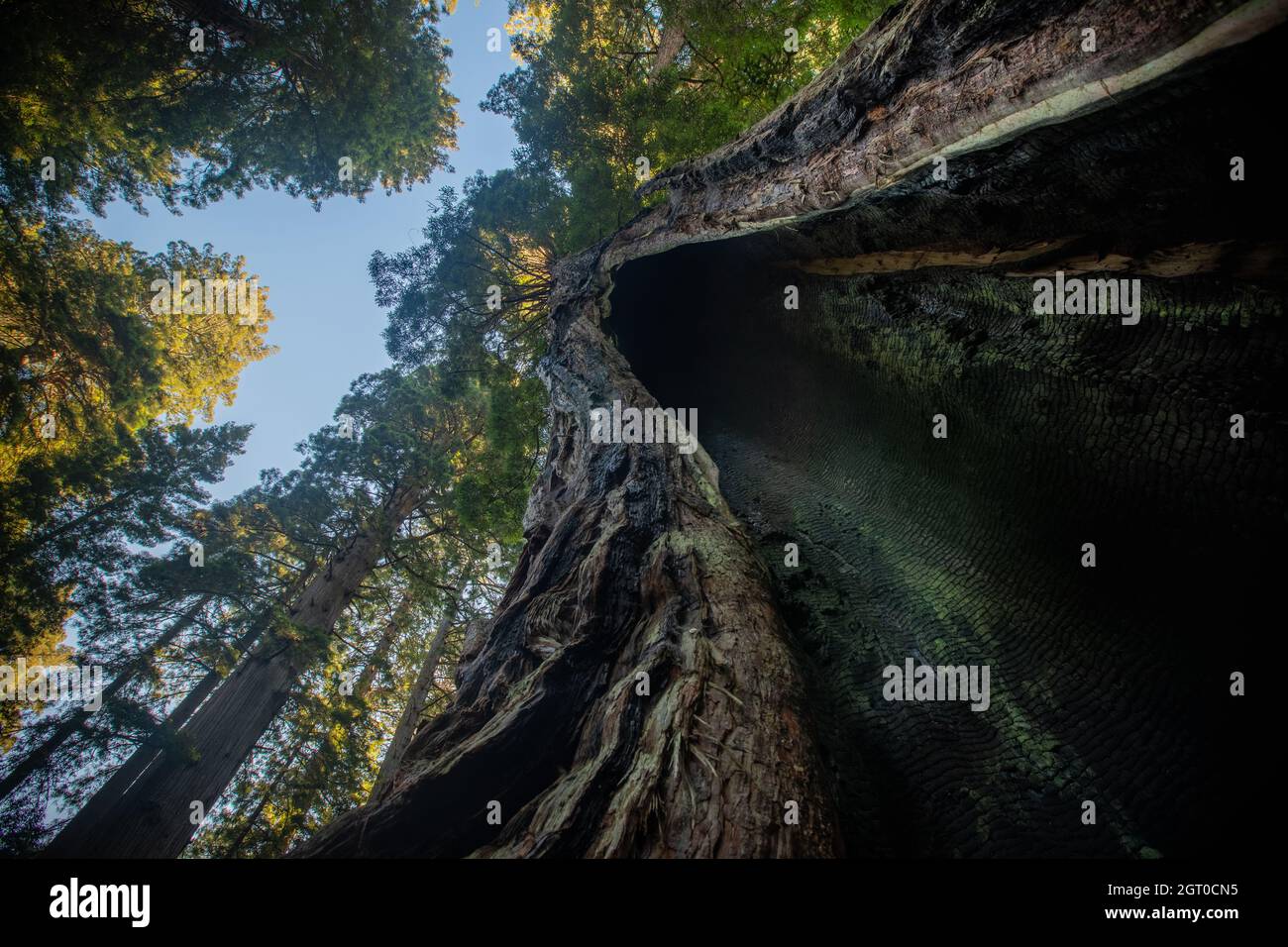 Hollow sequoia tree hi-res stock photography and images - Alamy