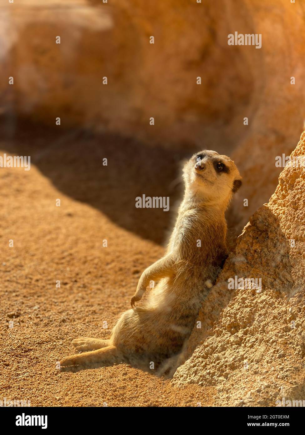 Suricato hi-res stock photography and images - Alamy