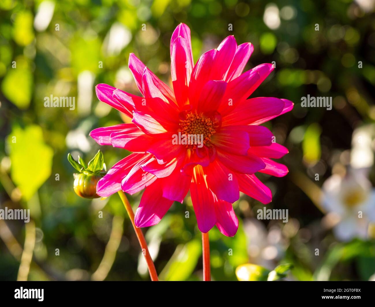 Dahlia ‘karma fuchsiana’ hi-res stock photography and images - Alamy