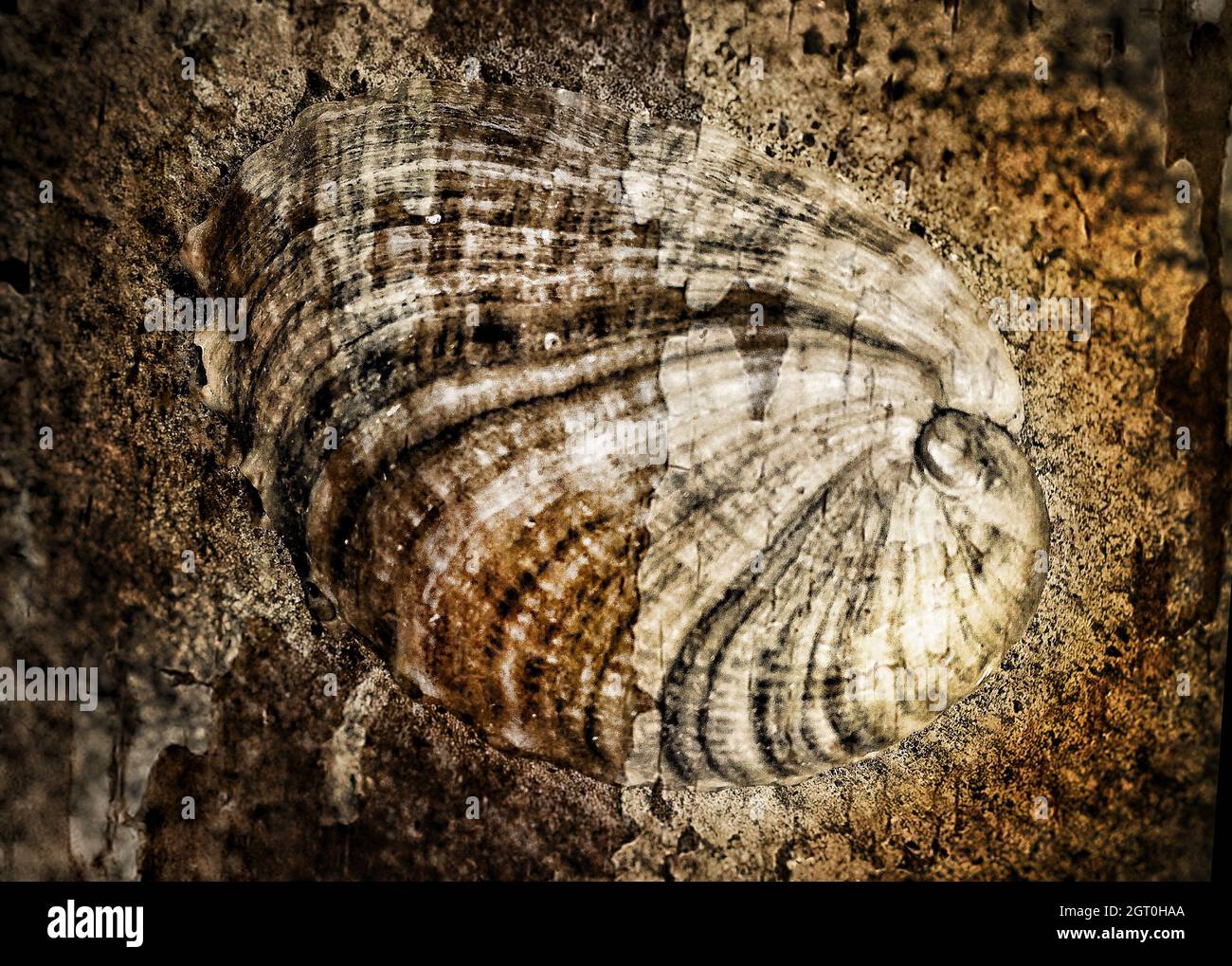 Ancient shell animal hi-res stock photography and images - Alamy