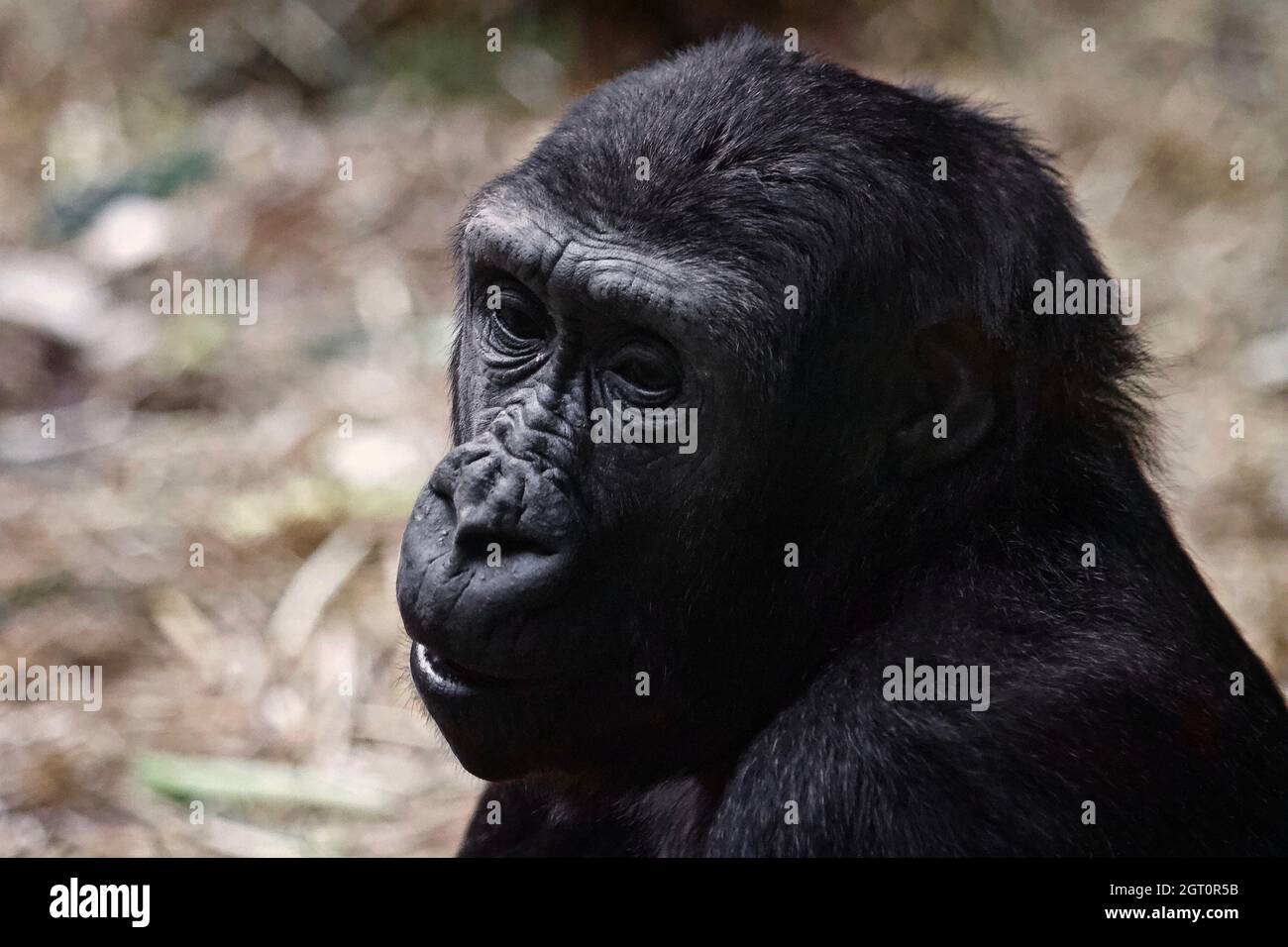 Zurich zoo gorilla hi-res stock photography and images - Alamy