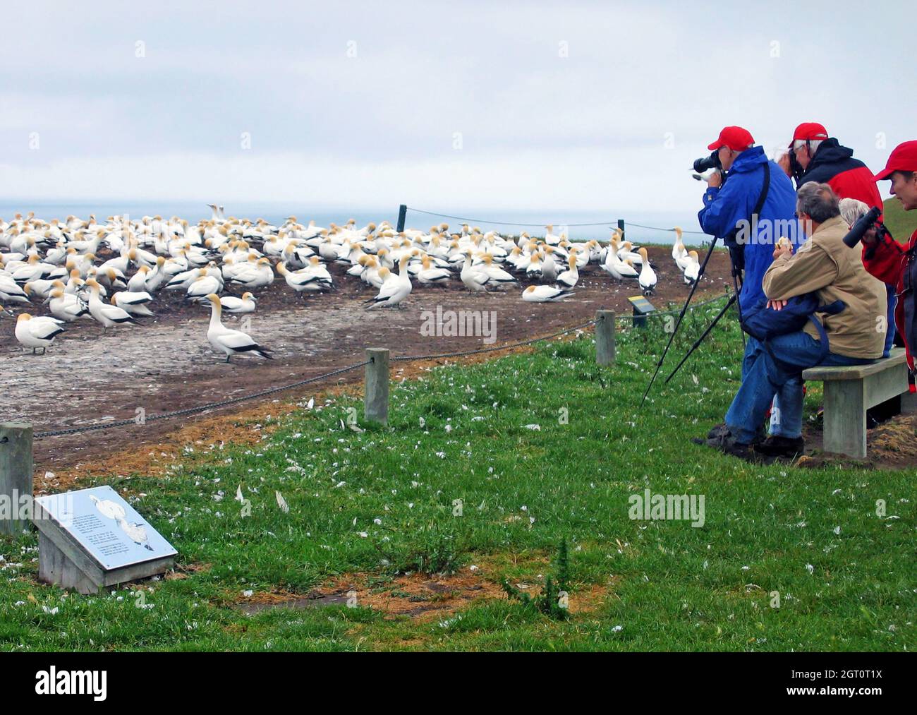 Disturbing bird nest hi-res stock photography and images - Alamy
