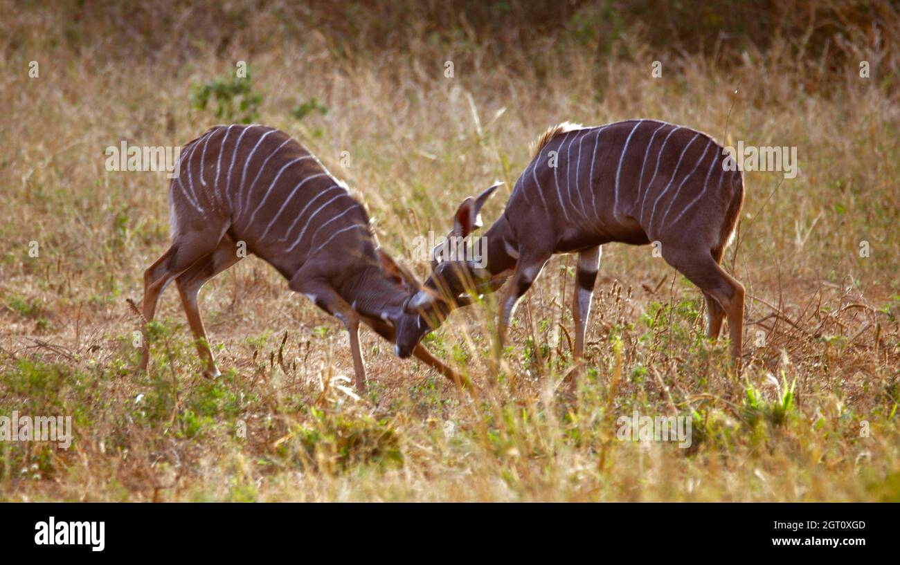 Two kudus hi-res stock photography and images - Alamy