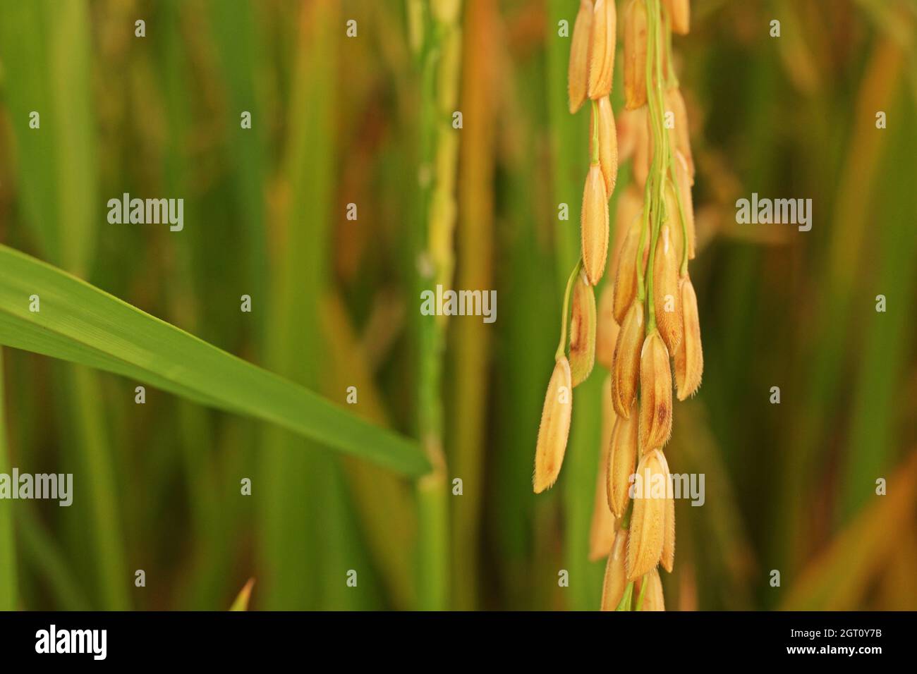 Close up rice panicle hi-res stock photography and images - Alamy