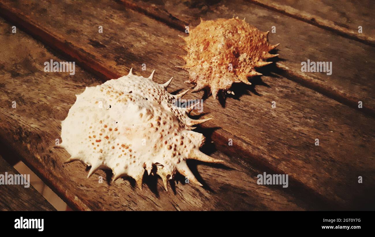 Crab bone hi-res stock photography and images - Alamy