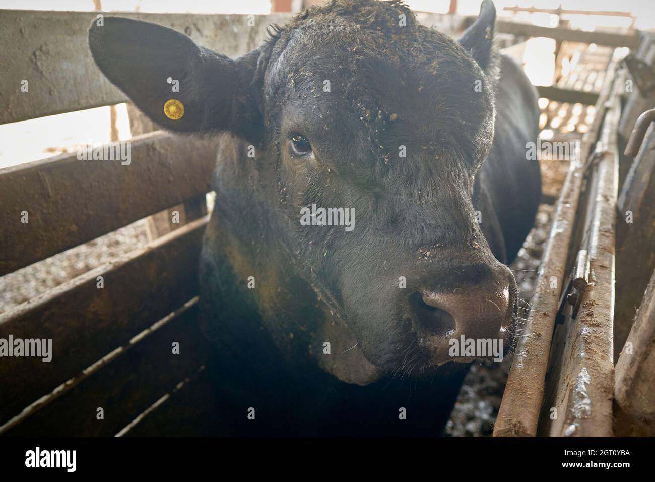 private livestock farm with cows and bulls. Portraits of young cows ...