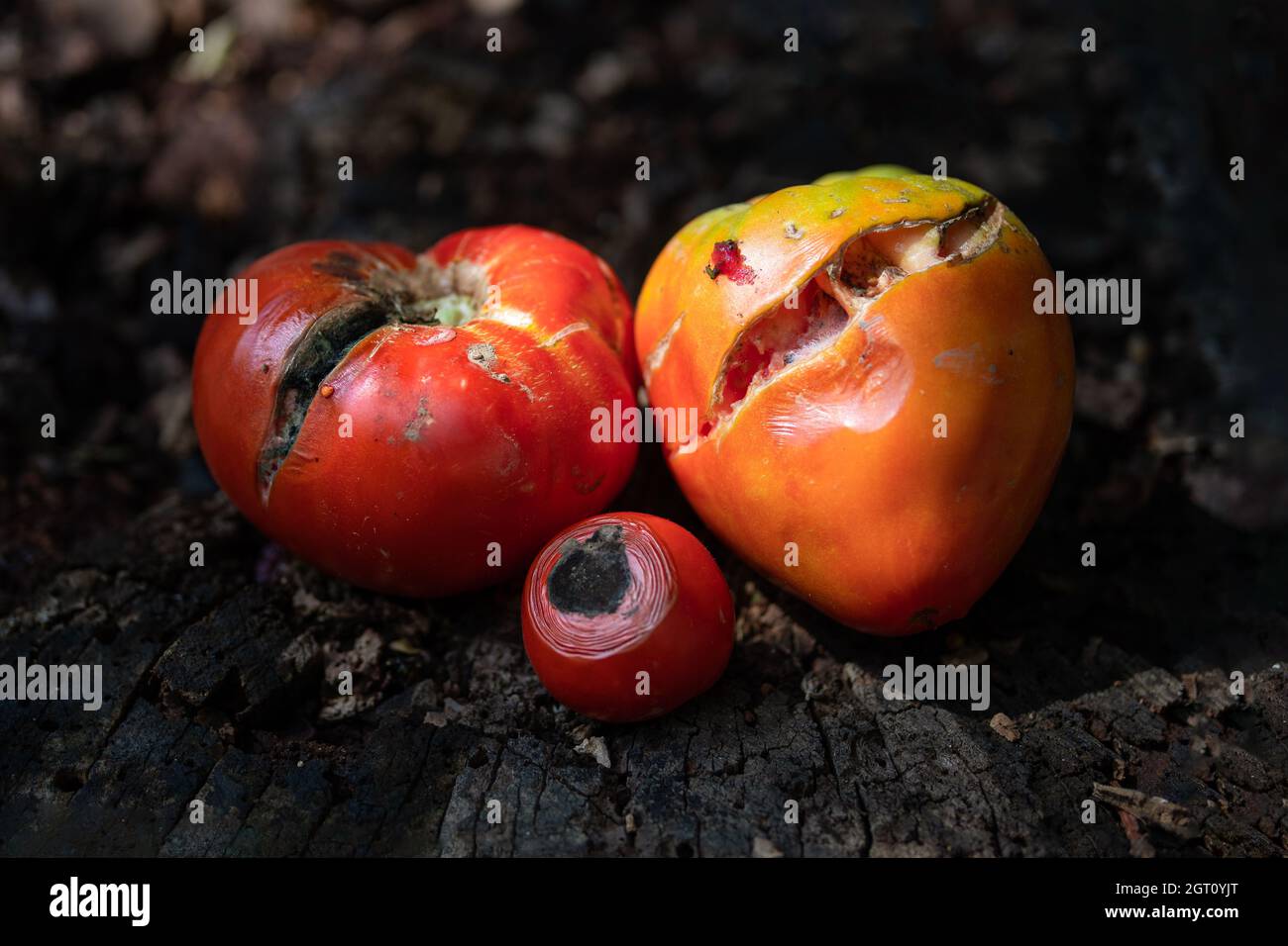 Cracked and spoiled tomatoes poor harvest – red tomato, rot, disease ...