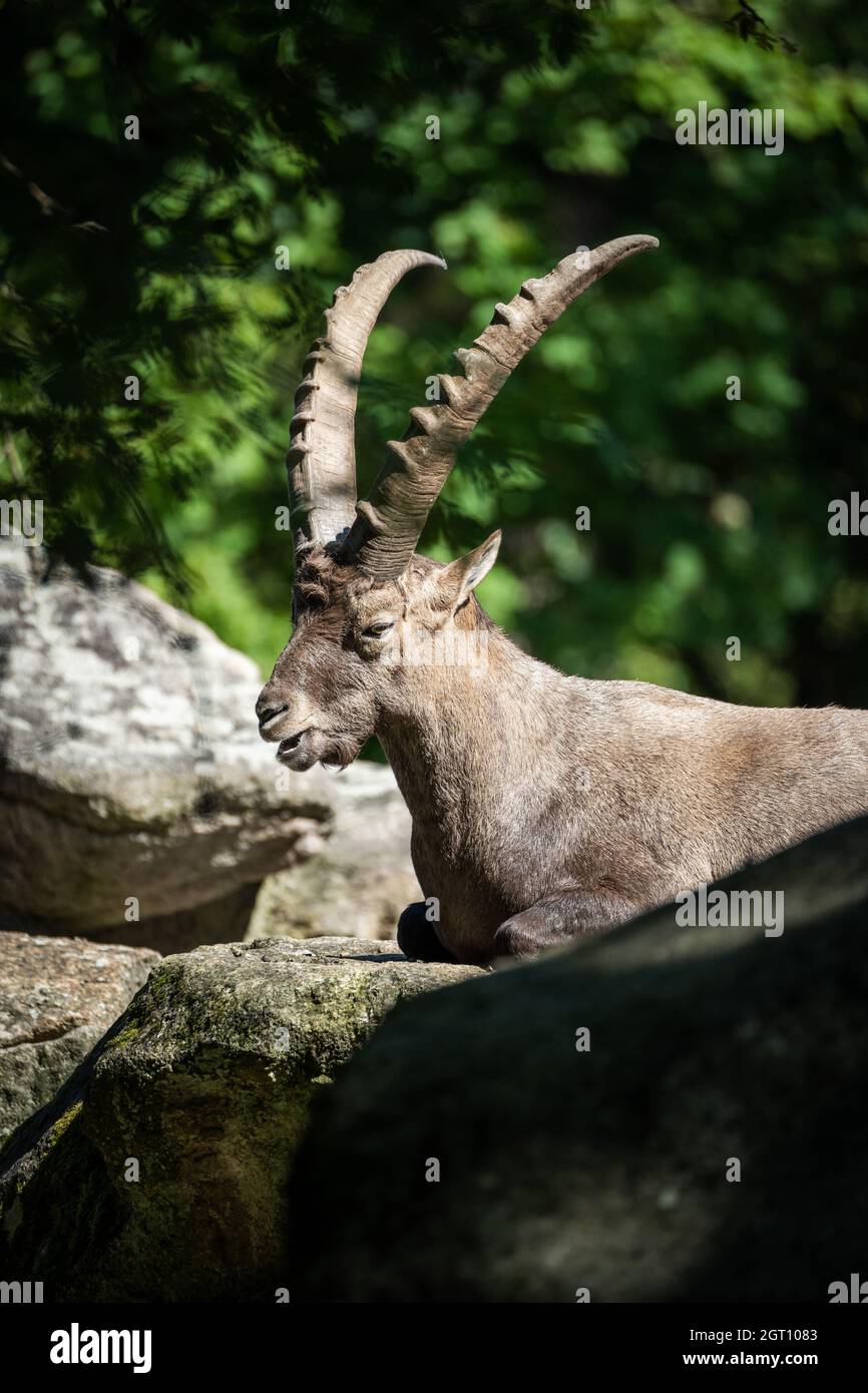 Vertical shot of an alpine ibex in a zoo Stock Photo - Alamy