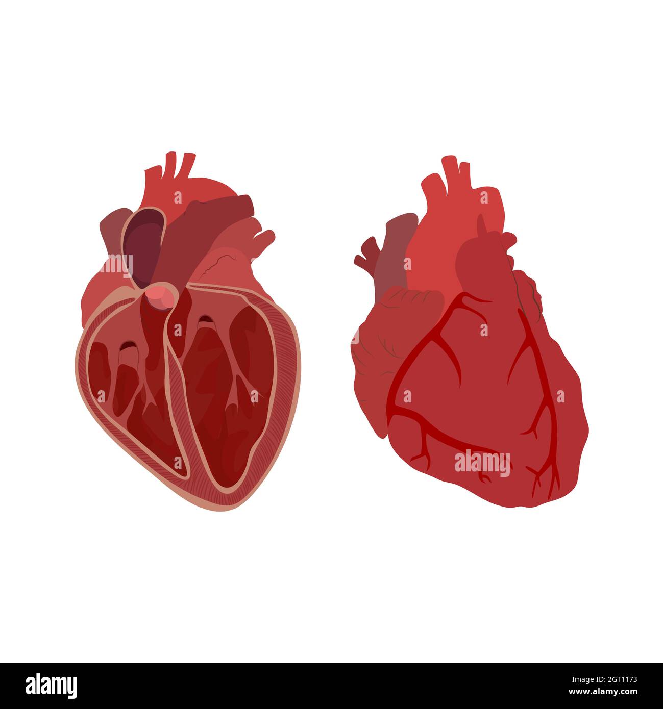 Internal structure of heart hi-res stock photography and images - Alamy