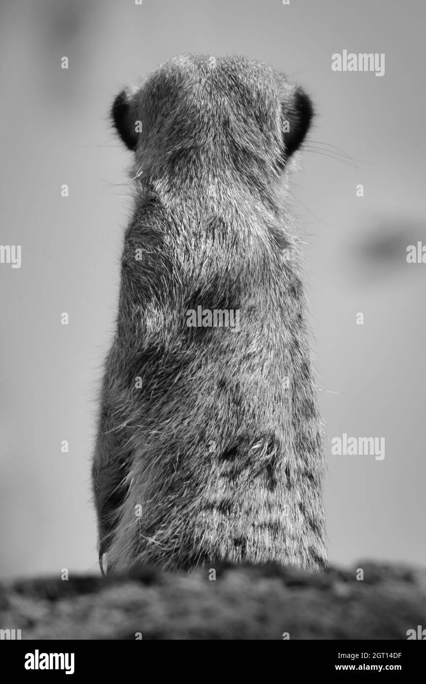 Black and white meerkat Black and White Stock Photos & Images - Alamy