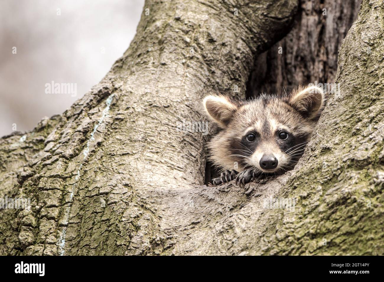 Raccoon in tree hole hi-res stock photography and images - Alamy