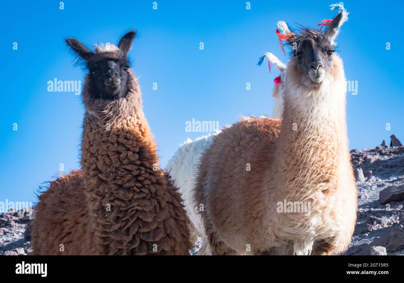 Two lamas animals hi-res stock photography and images - Alamy