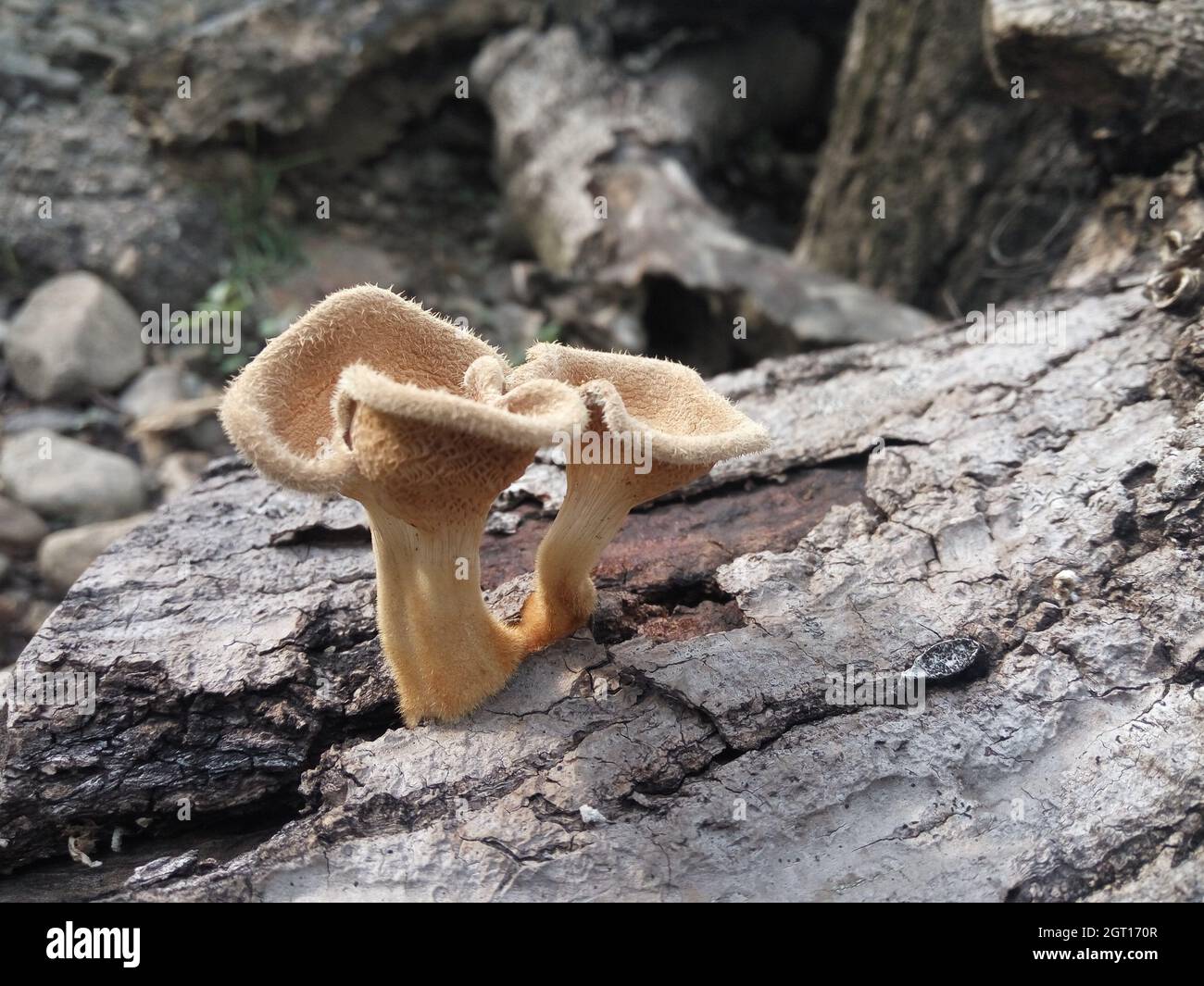 Mushroom cave hi-res stock photography and images - Alamy