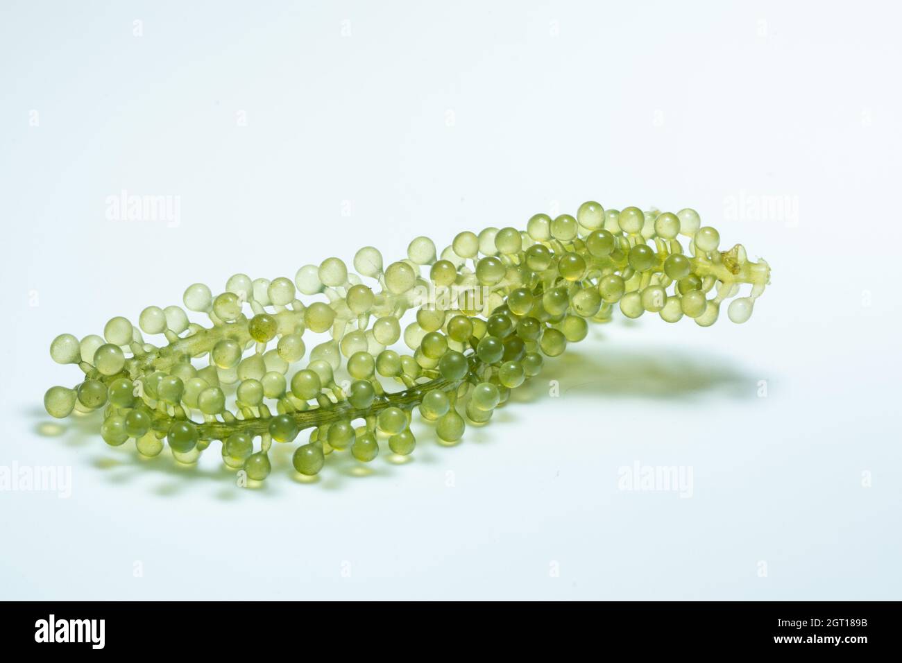 Caulerpa Lentillifera High Resolution Stock Photography and Images - Alamy
