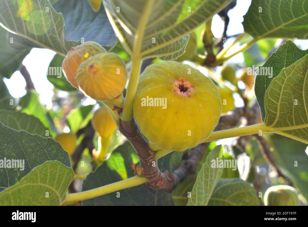 Yellow fig fruit plant hi-res stock photography and images - Alamy