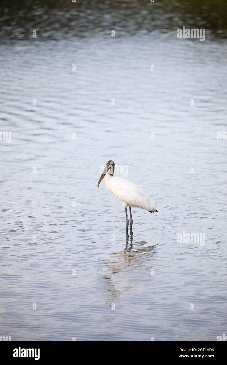 Guana lake hi-res stock photography and images - Alamy