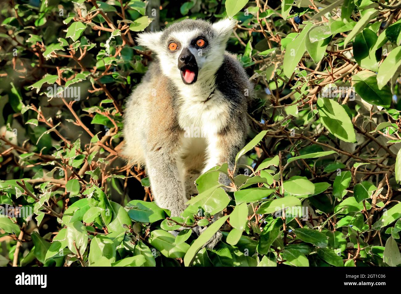 Lemur portrait mouth hi-res stock photography and images - Alamy