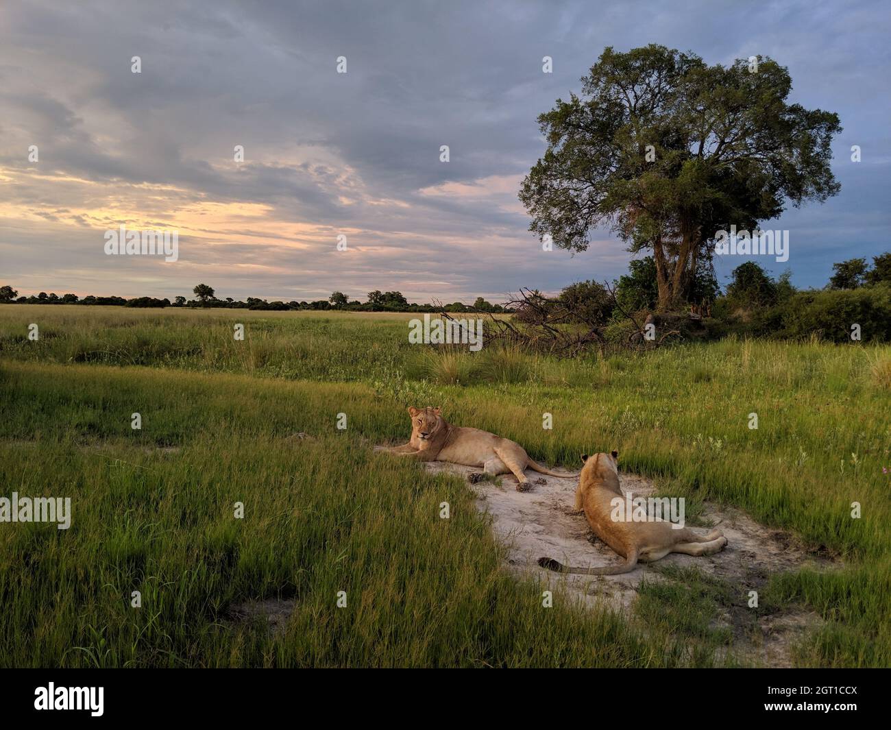 Lioness group evening hi-res stock photography and images - Alamy