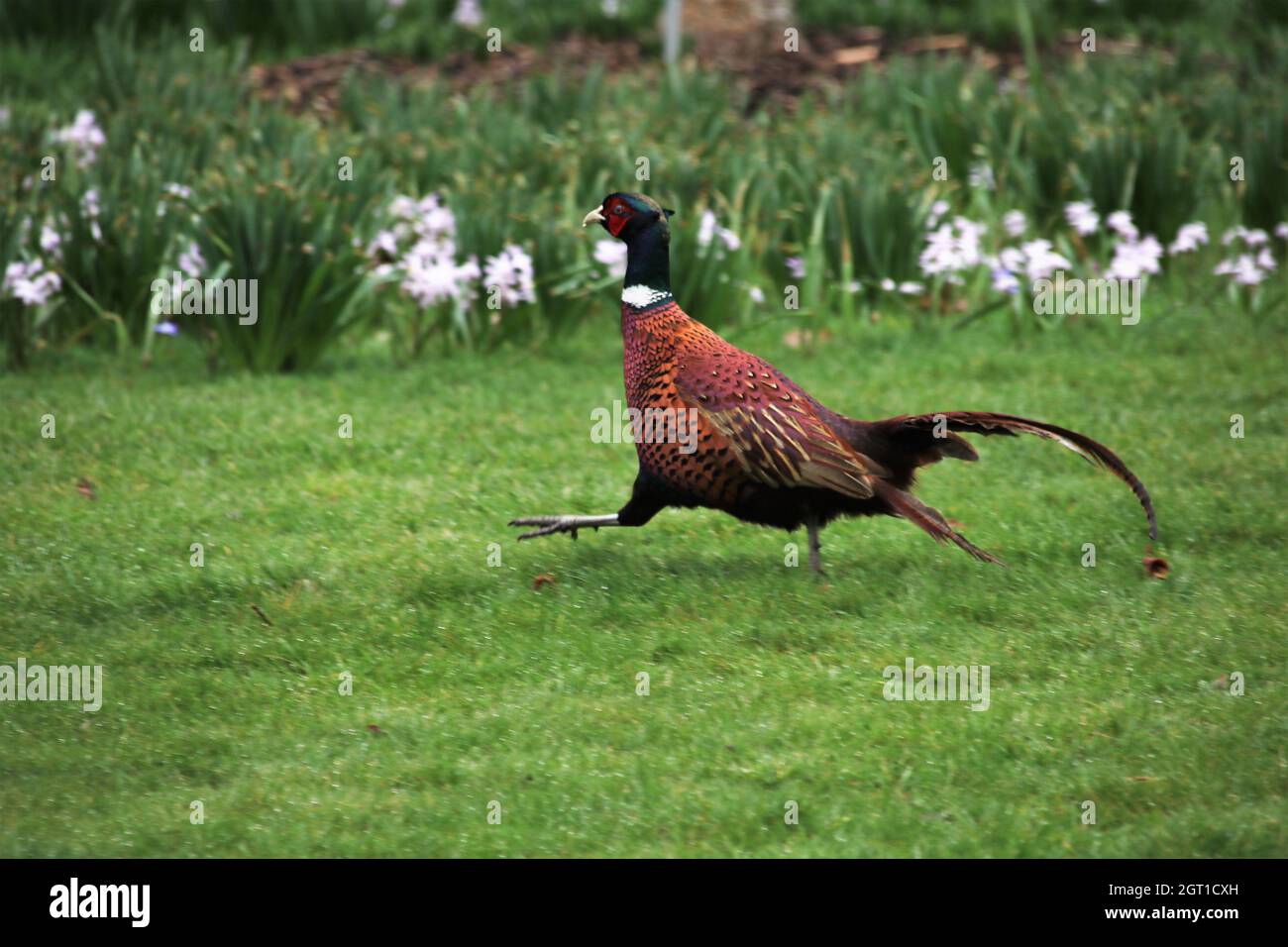 Pheasant green field animal wildlife hi-res stock photography and ...