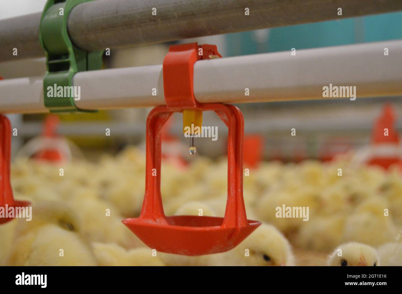 Broiler water hi-res stock photography and images - Alamy
