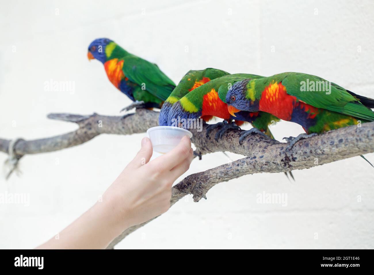 Australian zoo worker hi-res stock photography and images - Alamy