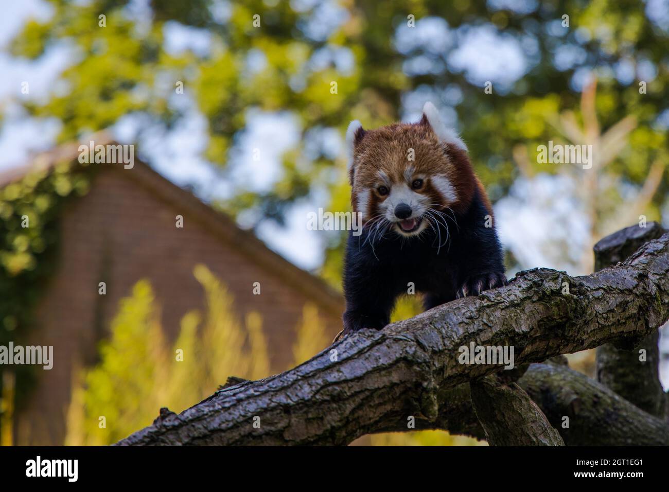 Longleat wildlife park hi-res stock photography and images - Alamy