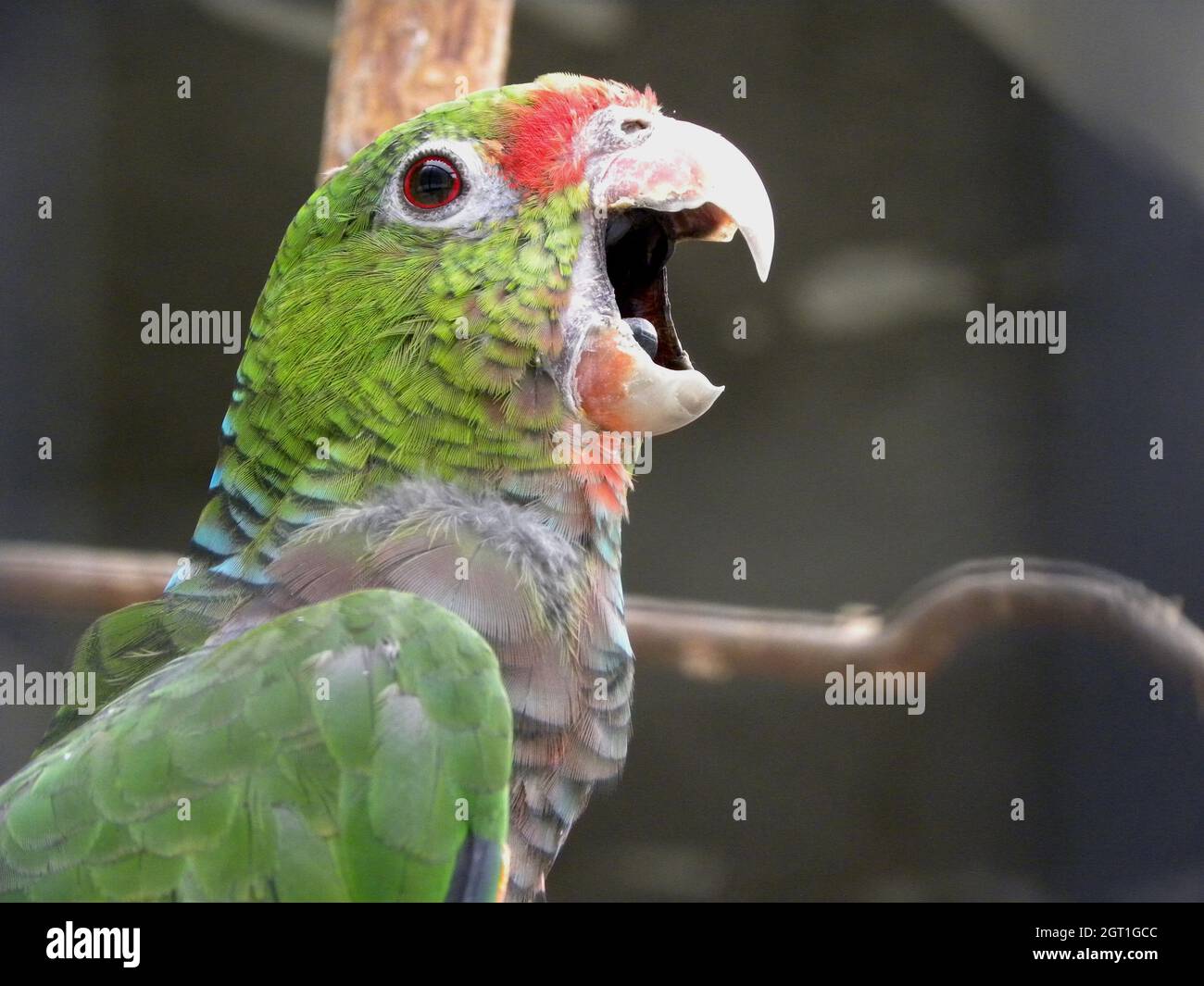 Parrot open mouth hi-res stock photography and images - Alamy
