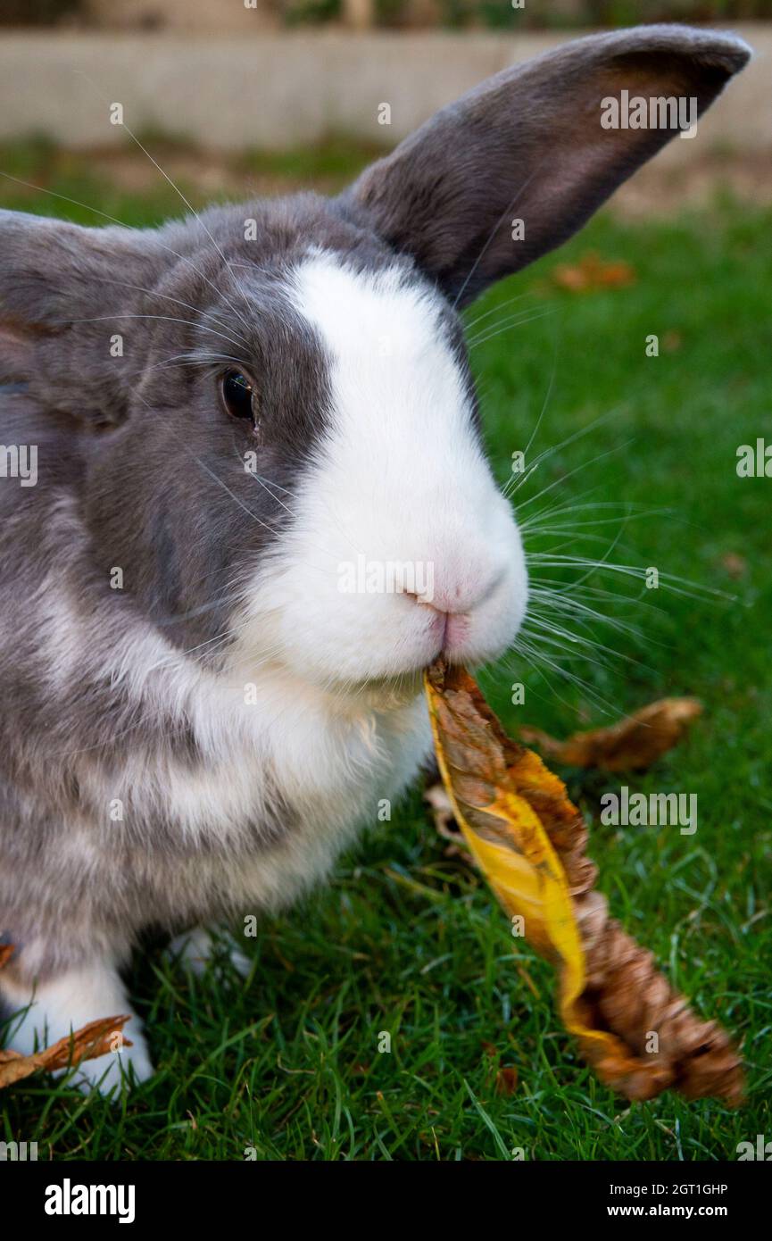 Rabbit eating plant hi-res stock photography and images - Alamy