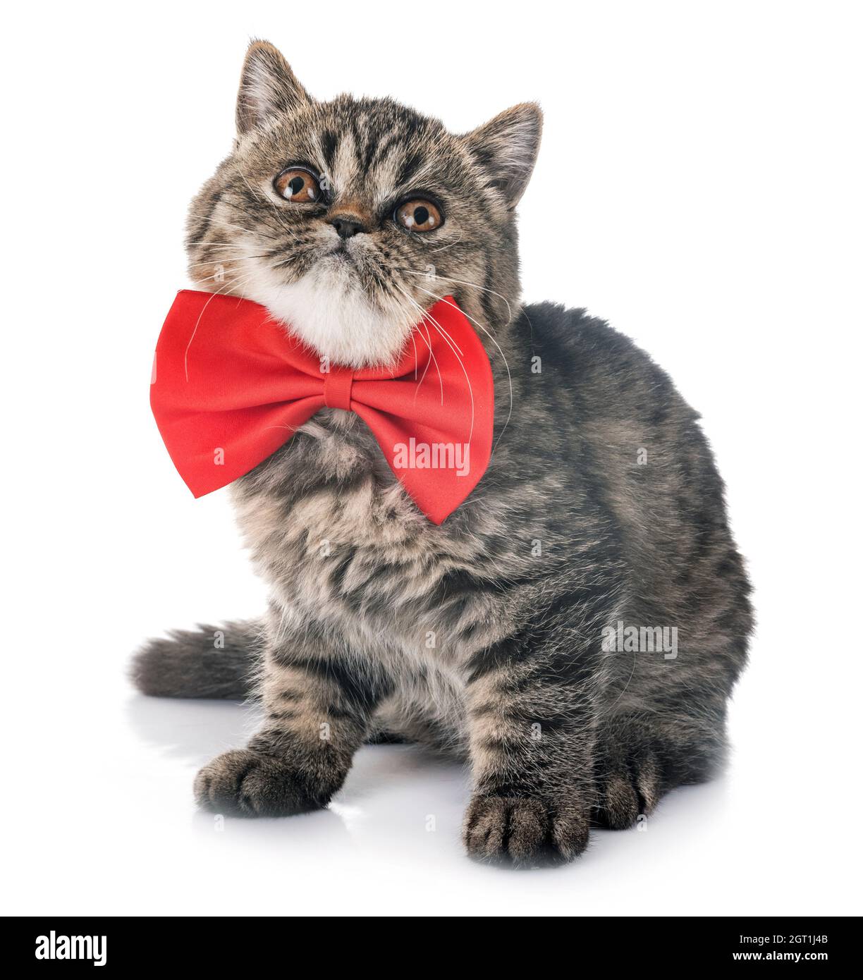 Kittens Wearing Bow Ties