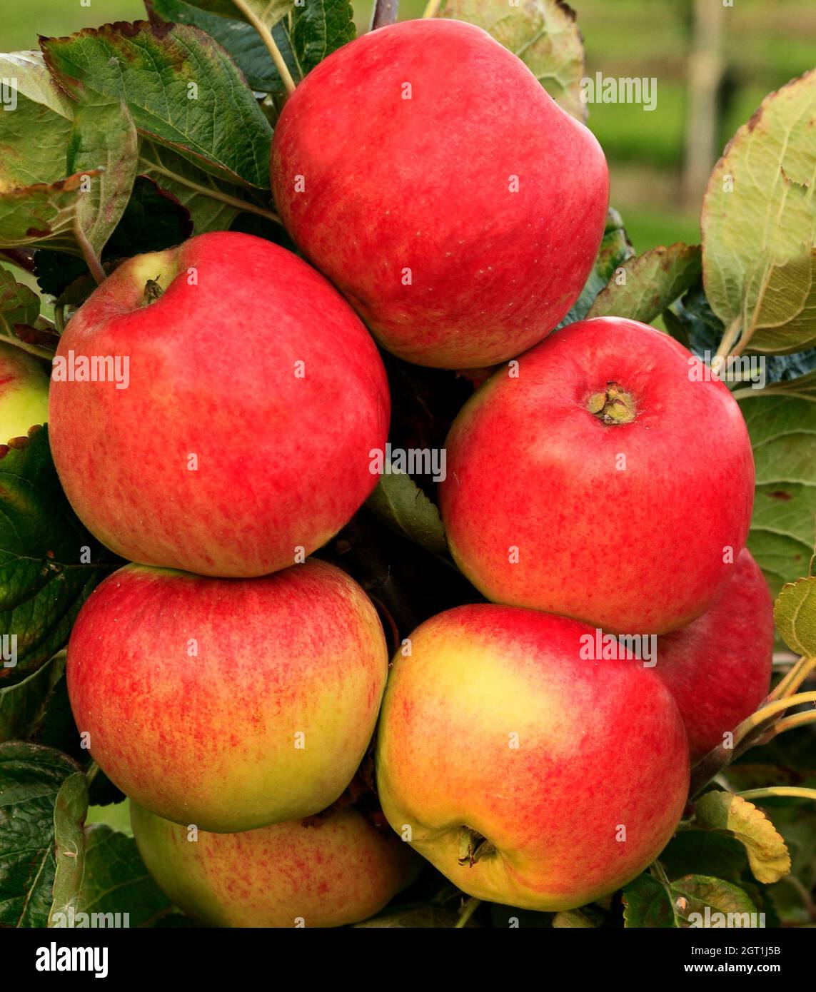Apple 'Monarch', malus domestica, apples, growing on tree, fruit ...