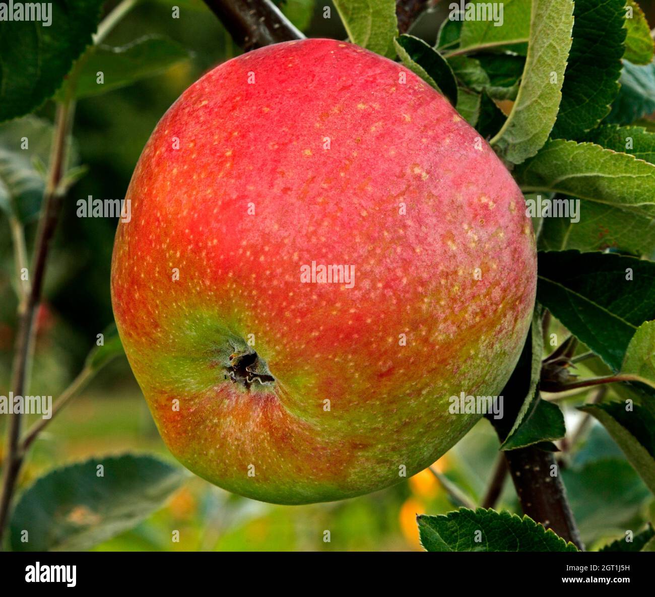 Apple 'Morley's Seedling', malus domestica, named variety malus ...