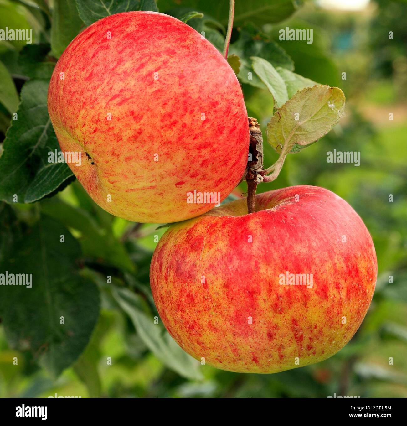 Queen variety hi-res stock photography and images - Alamy