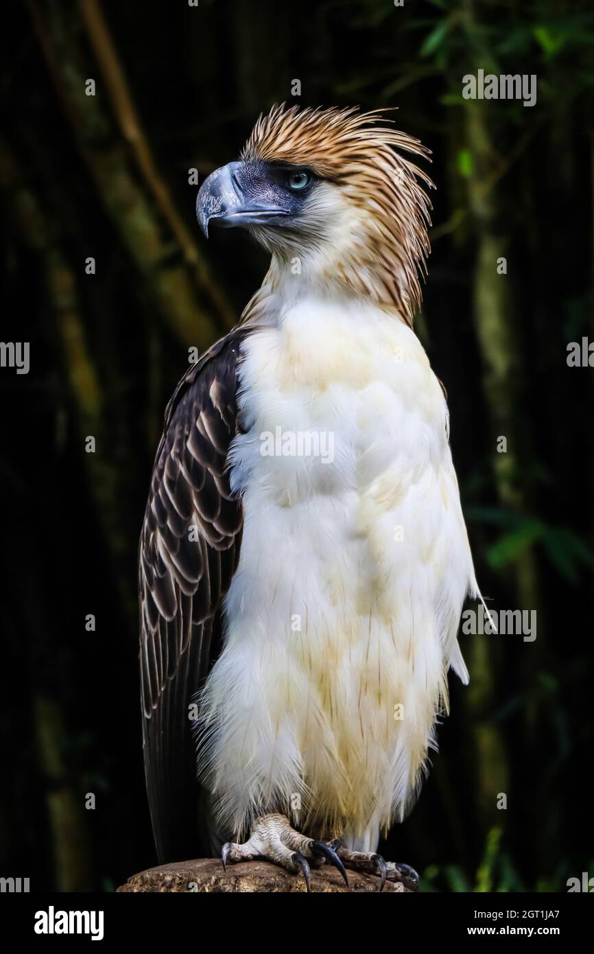 Philippine eagle hi-res stock photography and images - Alamy