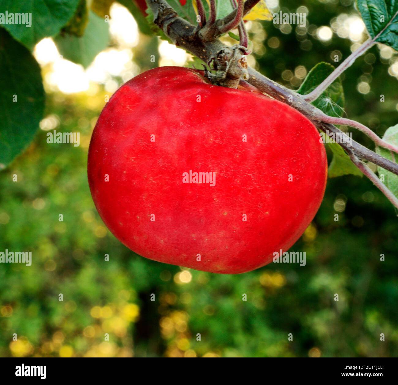 Apple 'Red Victoria', culinary variety, malus domesrica, culinary ...